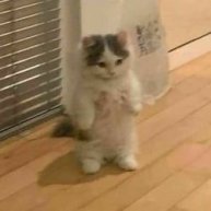 PetsMoments Аватар автора