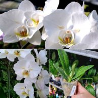 ЦветикиИрина Аватар автора