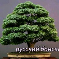 русский бонсай Аватар автора