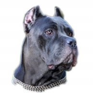Cane Corso Forzabello Кане Корсо из ФОРЦАБЕЛЛО Аватар автора