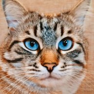 BarsyCat | КотоДзен Аватар автора