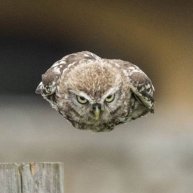 joefaar Аватар автора