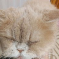Котята смешнята Аватар автора