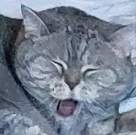 Home_Cat_16 Аватар автора