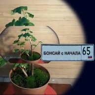 БОНСАЙ с НАЧАЛА 65 Аватар автора