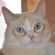 Artimmy Аватар автора