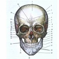 cranium Аватар автора