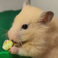 Hamster Quest Аватар автора