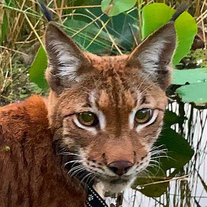 СуперМарс и Компания Аватар автора