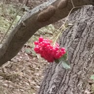В лесу на даче Аватар автора