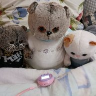 Baska, Mishka and Lilishka Аватар автора