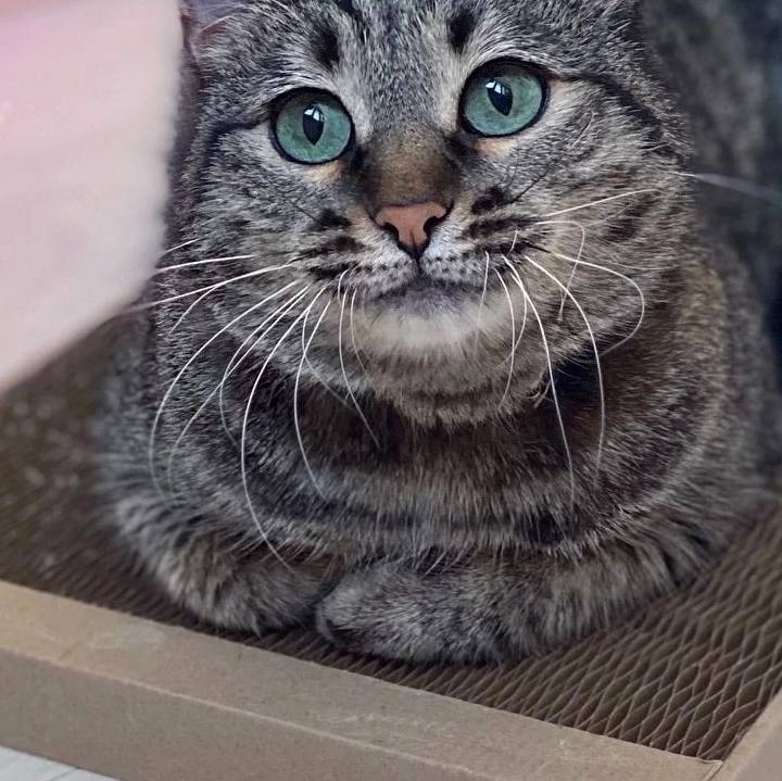 ♡КОГТЕМАНИЯ♡  когтеточки для кошек Аватар автора