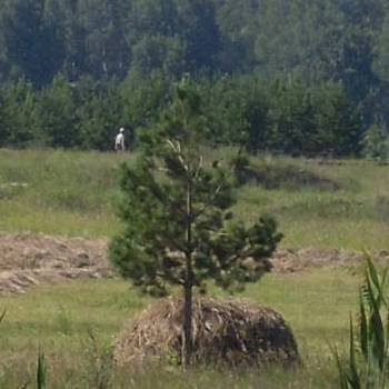 Вместе с природой и футболом. Аватар автора