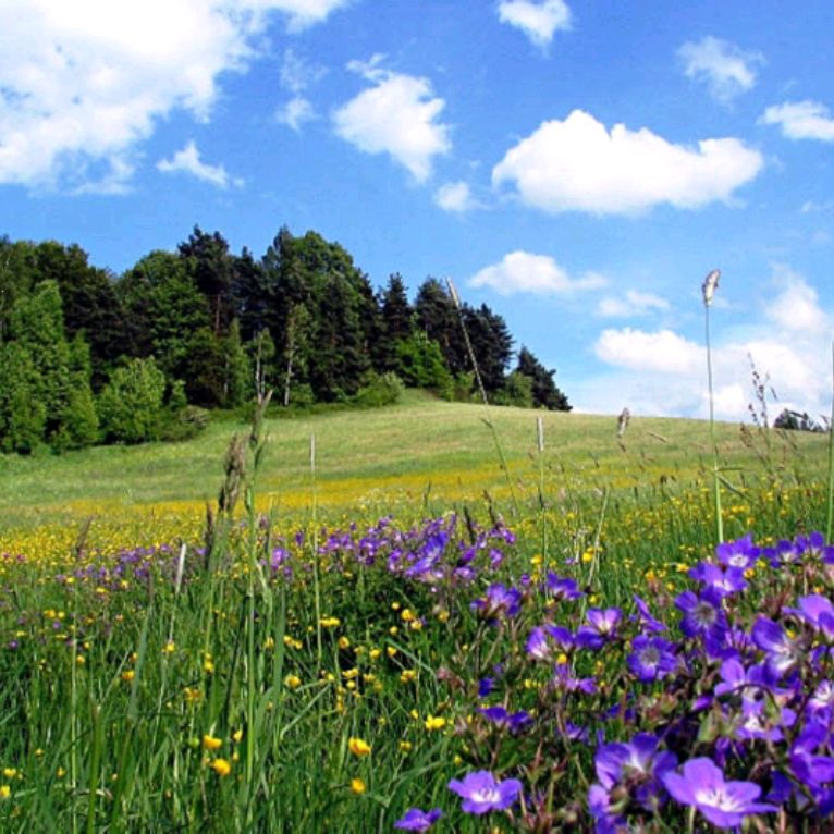 Из города в лес Аватар автора