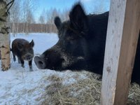 ВОЛЬЕРНАЯ ОХОТА НА КАБАНА  365 ДНЕЙ В ГОДУ.