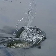watersky Аватар автора