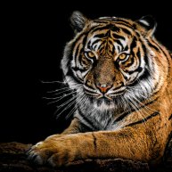 In the animals world Аватар автора