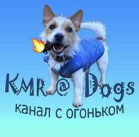 KMR@Dogs - видео про собак ( смешные видео ) Аватар автора