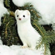 Эклерчик Аватар автора