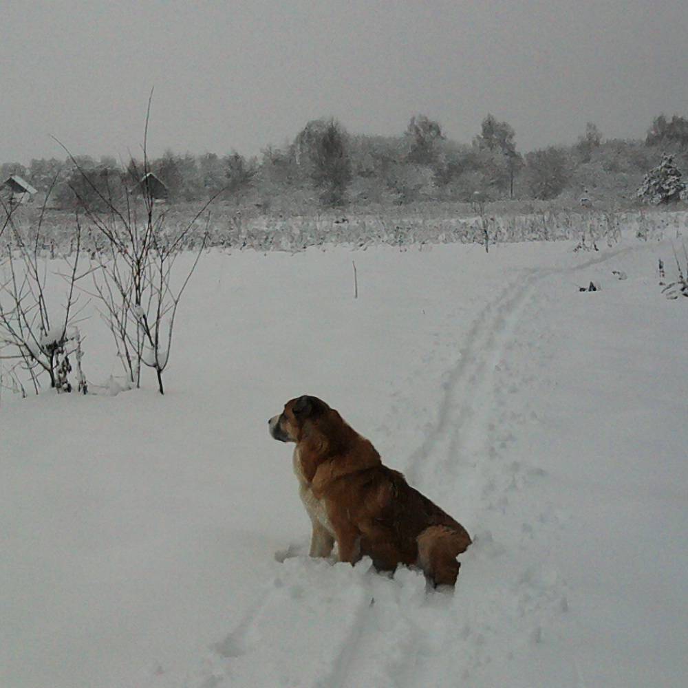 Саша Zимний Аватар автора
