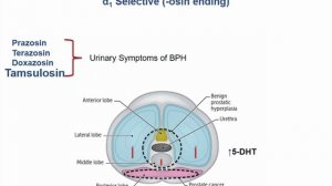 11/16 Фармакология - (2021) USMLE RX Pharmacology