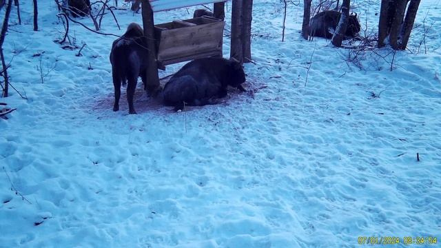 Кадры с фотоловушек национального парка ″Угра″