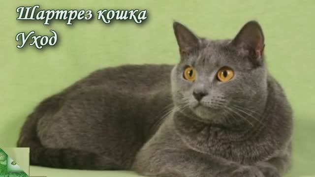 Картезианская кошка