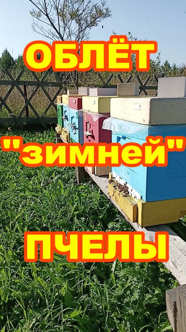 ПЧЕЛОВОДСТВО ДЛЯ НАЧИНАЮЩИХ ! Учимся пчеловодству ВМЕСТЕ !