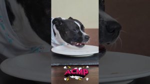 АСМР Стаффордширский бультерьер Дора любит поесть!💨 #асмр #еда #звук #корм #пёс #влог #asmr #eating