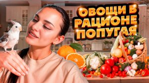 ВСЁ ДЛЯ ПОПУГАЯ / игрушки, лакомства