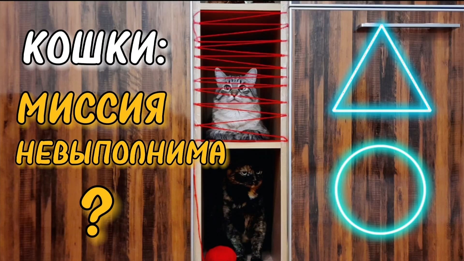 Реакция котов – смотреть онлайн все 21 видео от Реакция котов в хорошем  качестве на RUTUBE