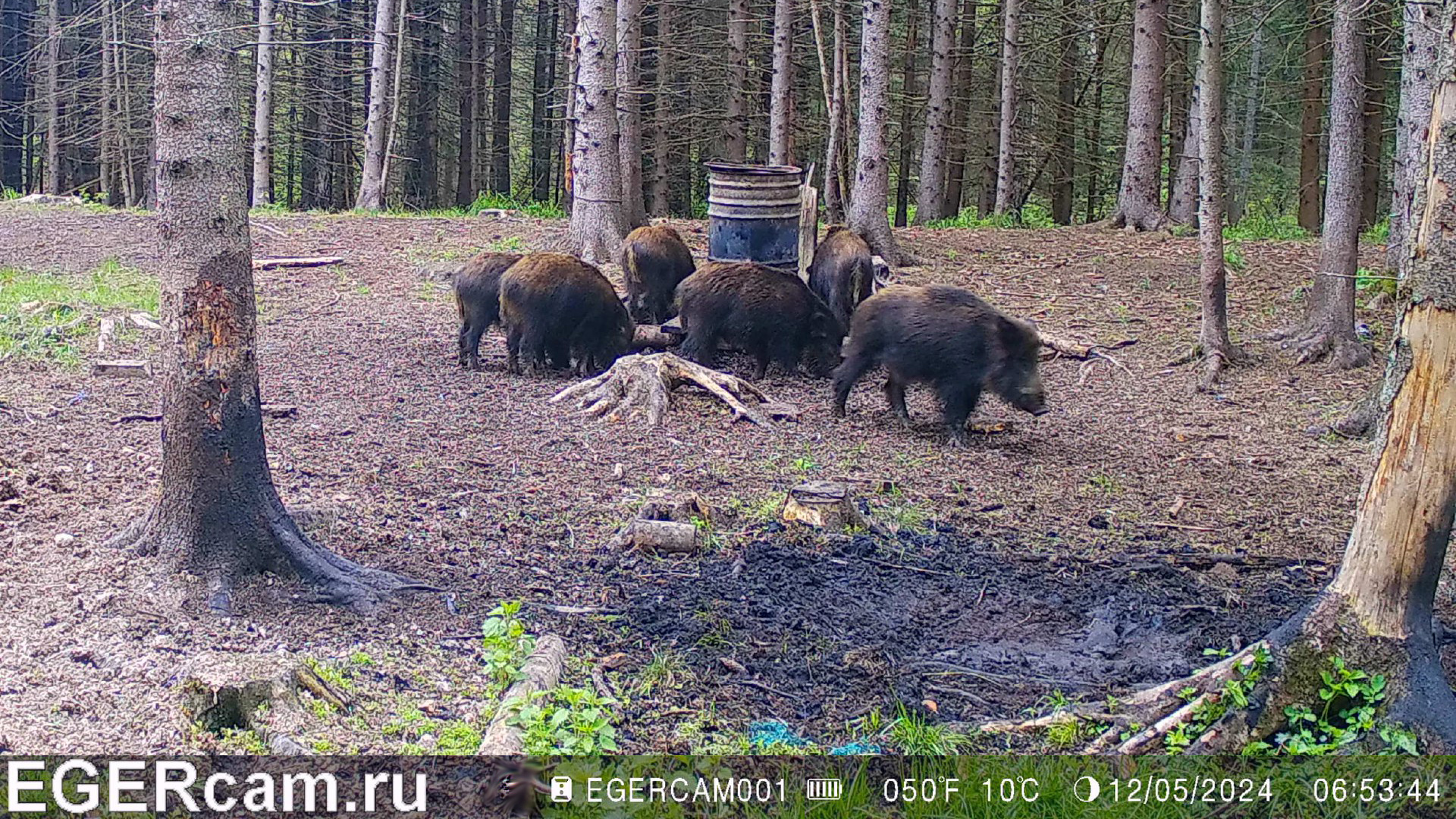 Фотоловушки – смотреть онлайн все 38 видео от Фотоловушки в хорошем  качестве на RUTUBE