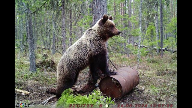 Рыжая гламурность: секс в лесу.