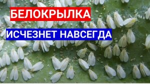 СРЕДСТВА ОТ НАСЕКОМЫХ