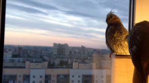 Разведение птенцов попугаев корелл. 3-й сезон