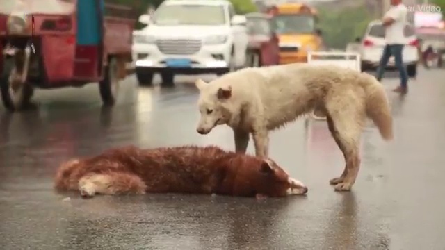 Фото плачущей собаки