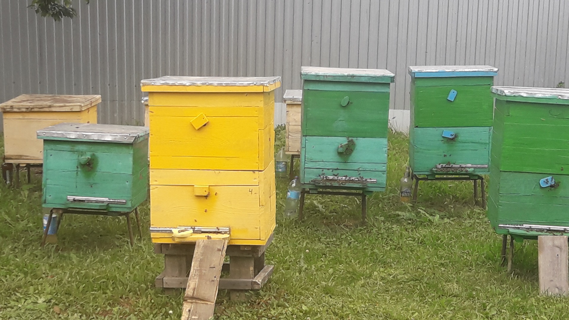 Температура улья пчел. Улей на пасеке. Пасека 100 ульев. Дети на пасеке. Ульи для промышленного пчеловодства.
