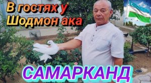 УЗБЕКСКИЕ ДВУХЧУБЫЕ ГОЛУБИ