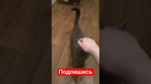 КОТИКИ