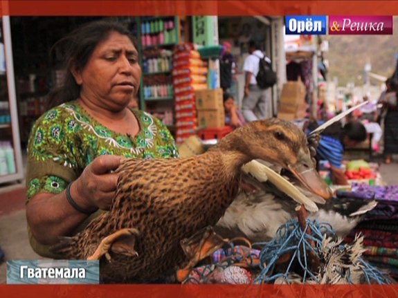 Орел и решка Гватемала — смотреть онлайн видео, бесплатно!