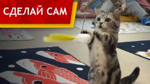 DIY Самоделки для Кошек и котят (Сделай сам)