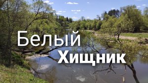 Белый хищник