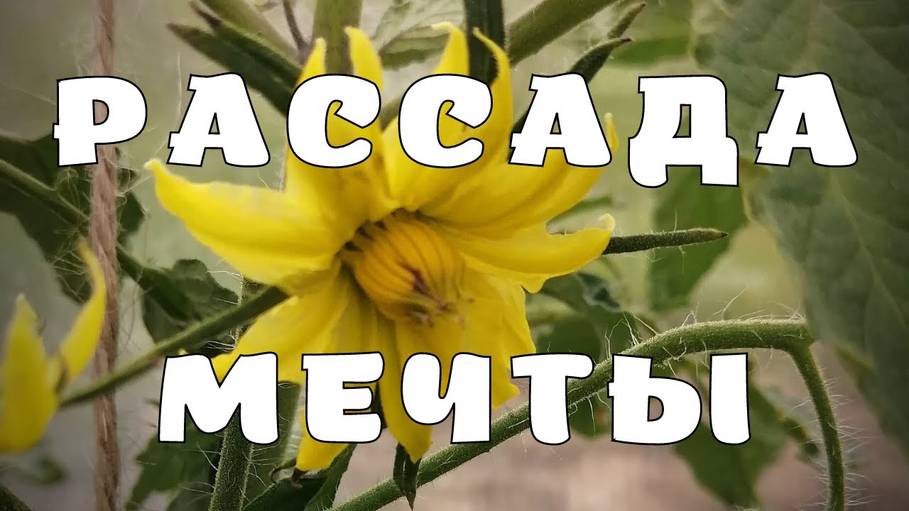 МЕЧТА МЕЧТЫ цикл роликов