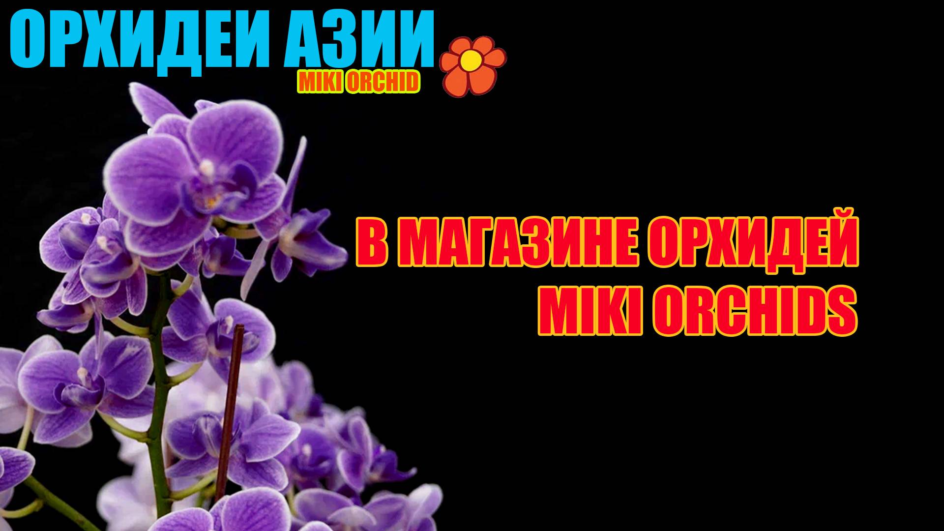 MIKI Orchids