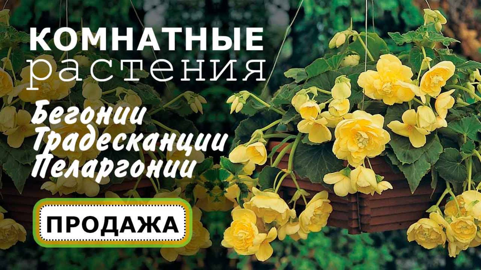 Садовые цветы с фото, названиями и описаниями