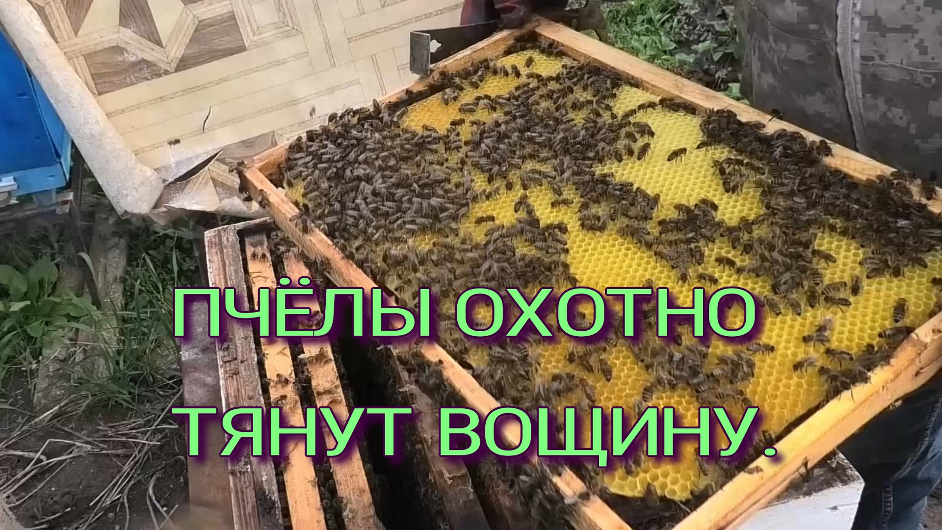 Весенние развитие пчёл.