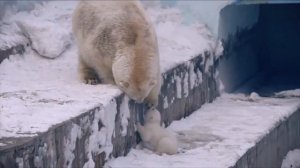 Краснокнижные животные Новосибирского зоопарка