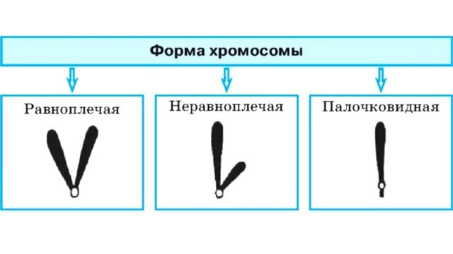 БИОЛОГИЯ/Микробиология