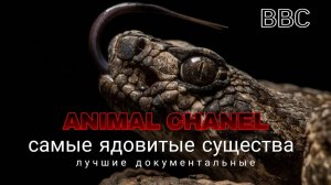 Документальные фильмы. Природа