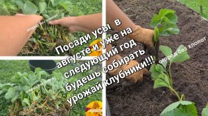 Всё что знаю о выращивании крупной и сладкой клубники.